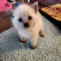 Available SOON Kittens – Noelles Foster Kittens