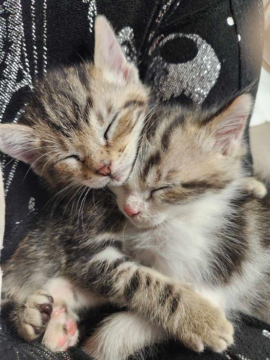 Available Cats – Noelles Foster Kittens